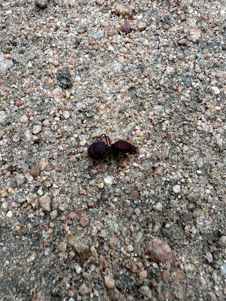 Texas Leaf-cutter Ant from Zilker Metropolitan Park, Austin, TX, US on ...