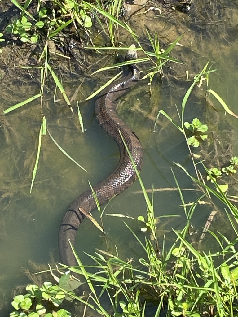Northern Cottonmouth from Riverchase, Hoover, AL, US on May 14, 2023 at ...