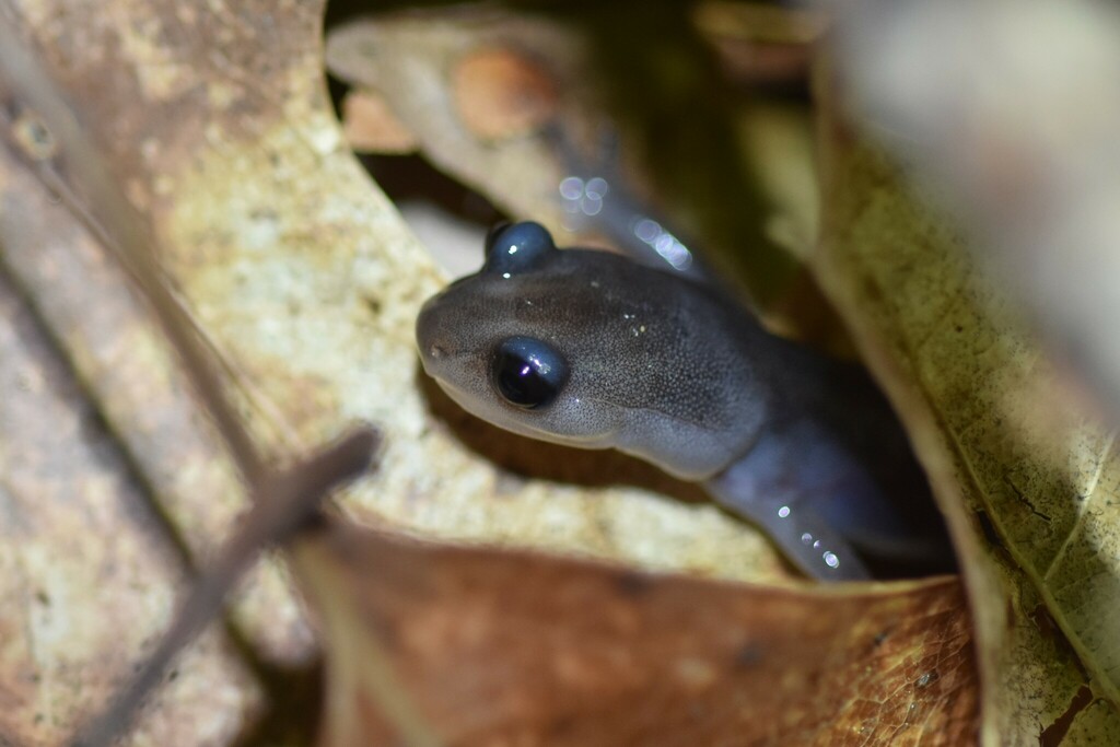 Northern Gray-cheeked Salamander from Smyth County, VA, USA on May 13 ...