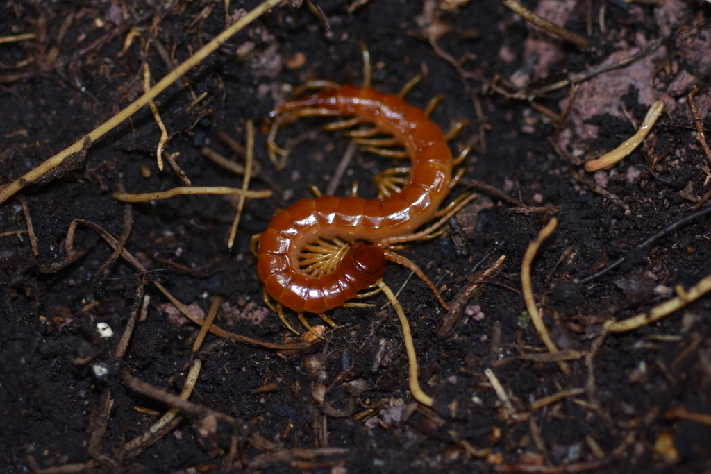 Eastern Red Centipede from Smyth County, VA, USA on May 13, 2023 at 08: ...