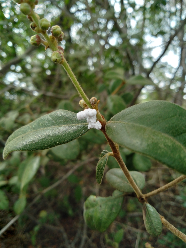 True Bugs, Hoppers, Aphids, and allies from Dom Expedito Lopes - PI ...