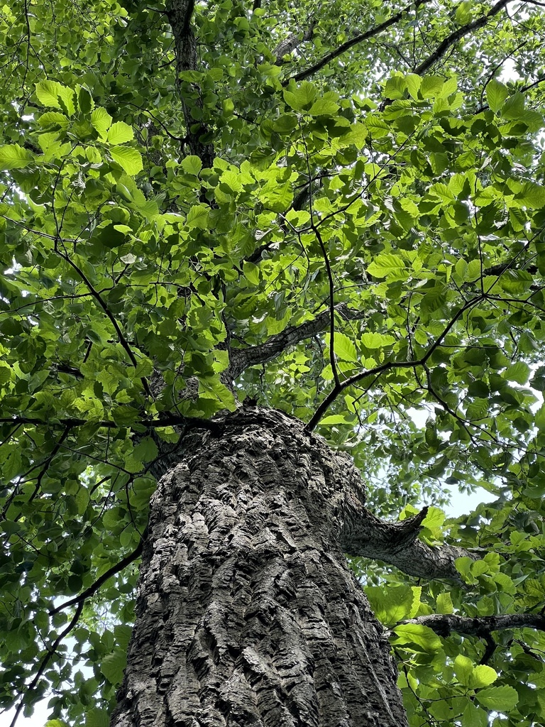 chestnut oak from Billows Dr, Mount Royal, NJ, US on May 14, 2023 at 11 ...