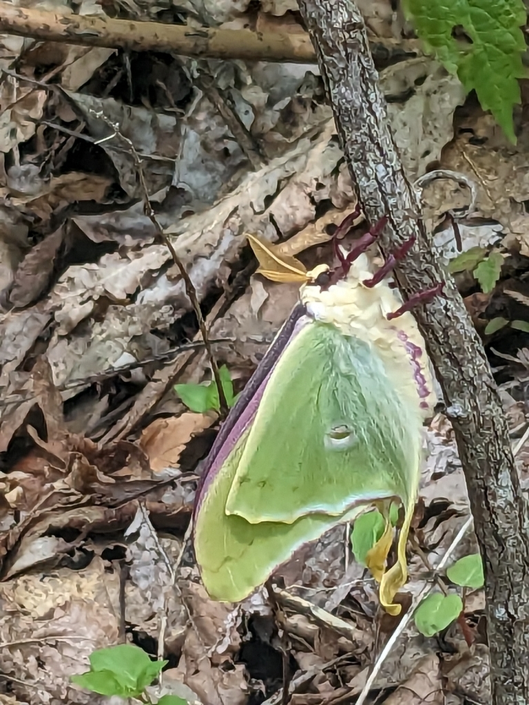 North American Luna Moth from Crossville, TN 38555, USA on May 09, 2023 ...