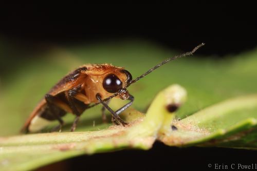 Florida Single Snappy (Photuris congener) · iNaturalist