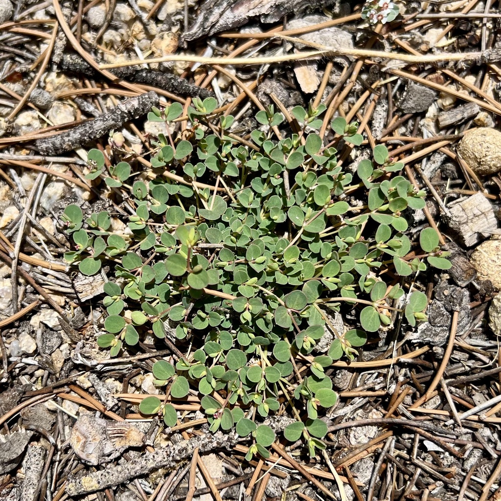 Whitemargin Sandmat from Joshua Tree National Park, Twentynine Palms ...