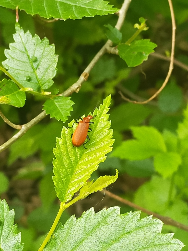 Common Cardinal Beetle from Ahlen(Westf) on May 14, 2023 at 03:32 PM by ...