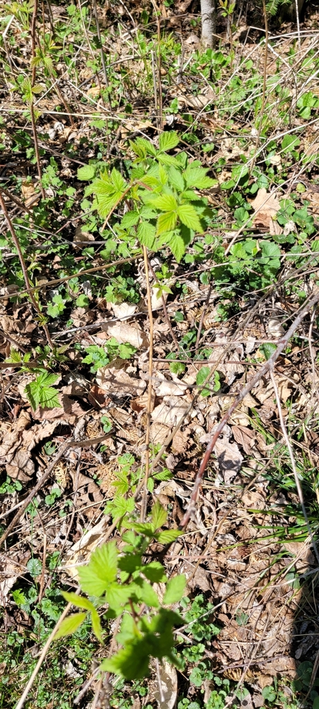 American red raspberry in May 2023 by MNmom · iNaturalist