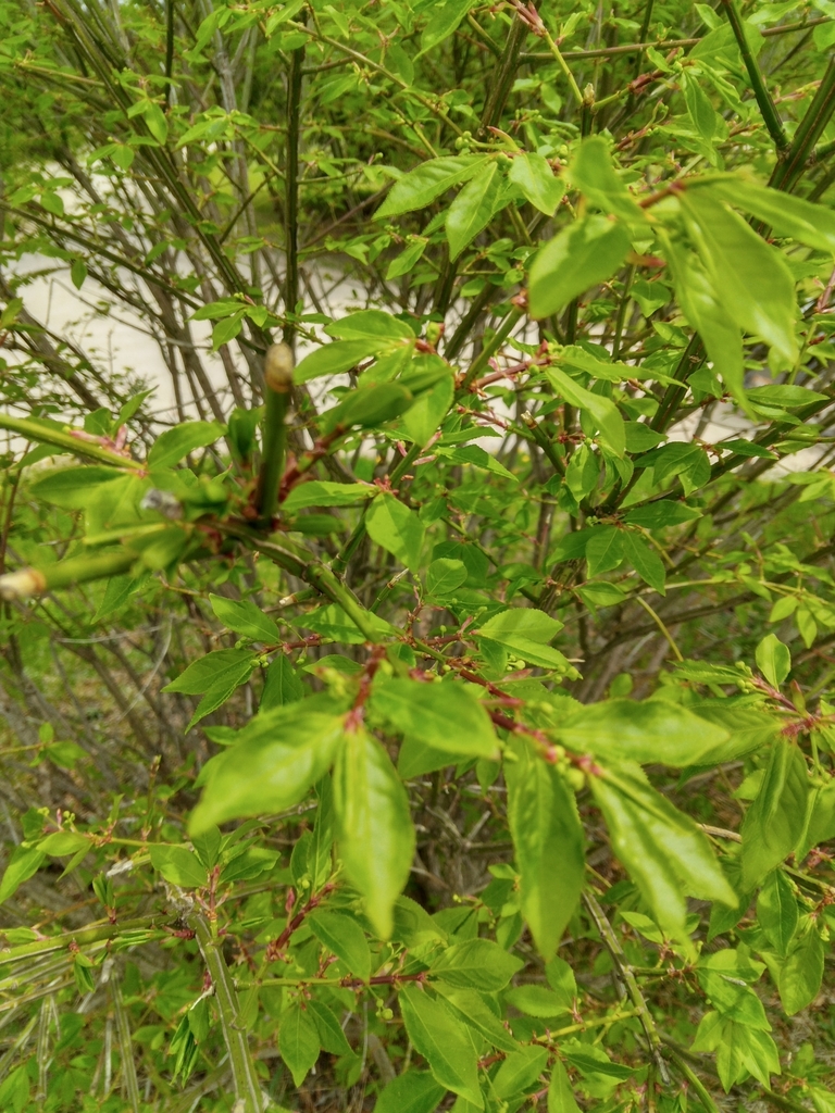 winged euonymus from Forest Township, MI 49765, USA on May 14, 2023 at ...