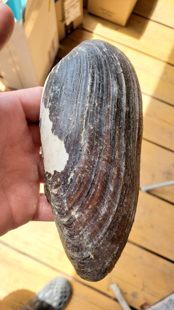 Black Sandshell from Anderson Township, OH 45244, USA on May 14, 2023 ...