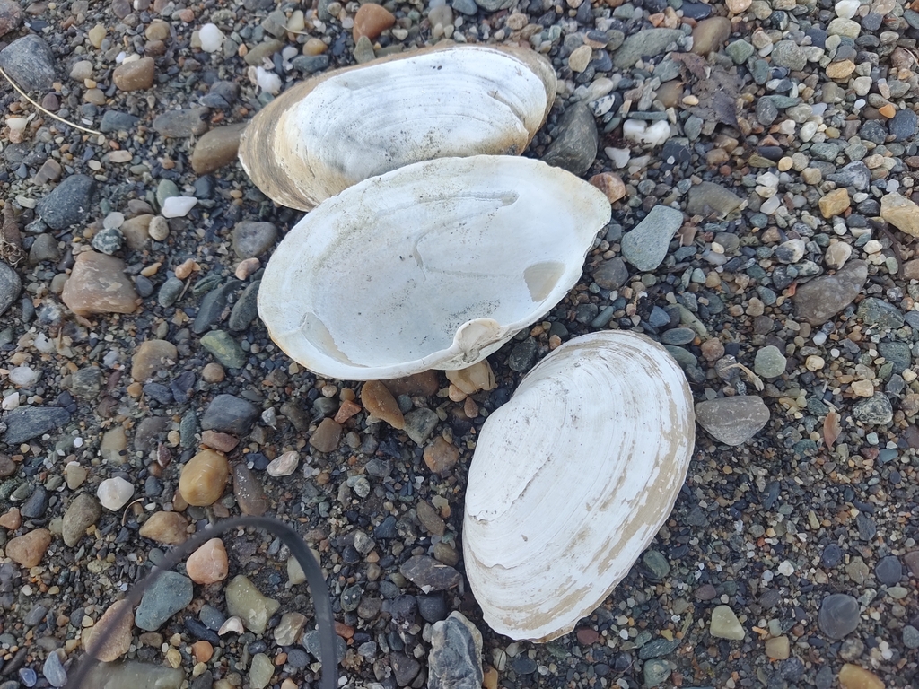 Soft-shelled Clam from Hommelvik stasjon, 7550 Hommelvik, Noruega on ...