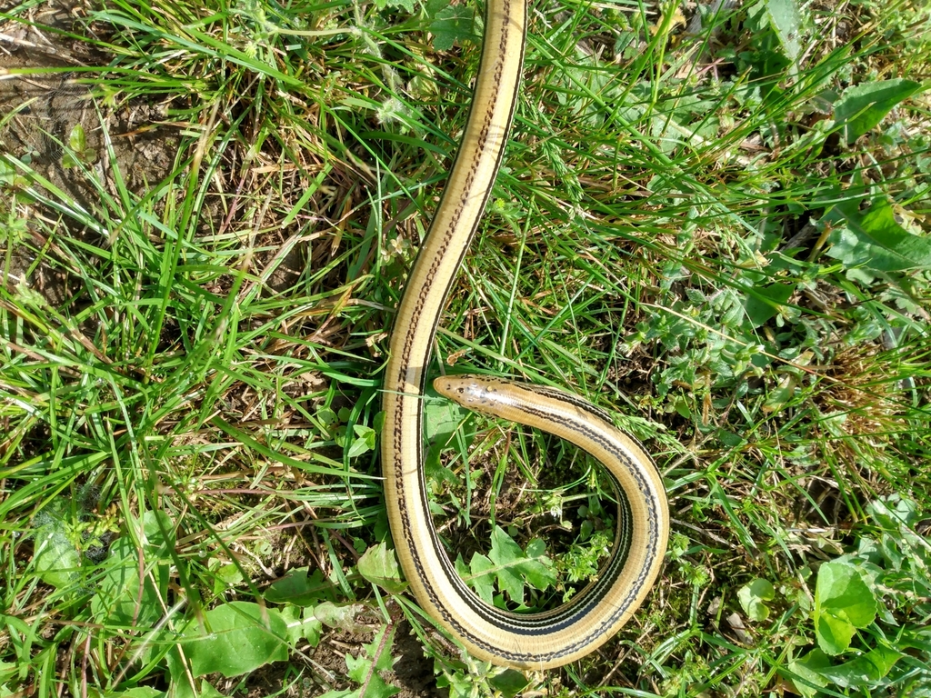 Slender Glass Lizard in May 2023 by Don Johnson. Stuck on road. Tail ...