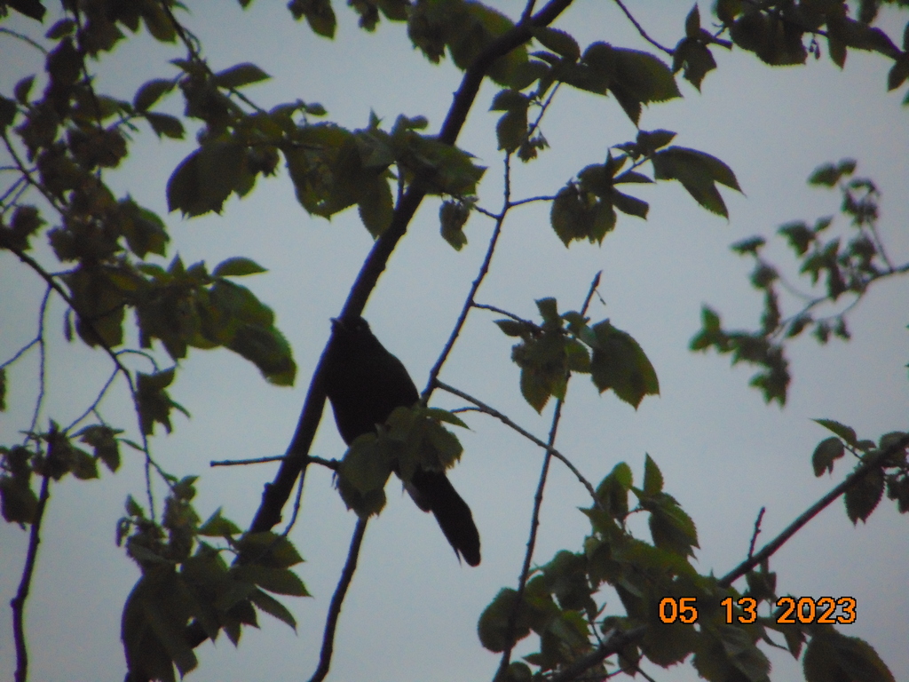 Common Grackle from Hennepin County, MN, USA on May 13, 2023 at 06:53 ...