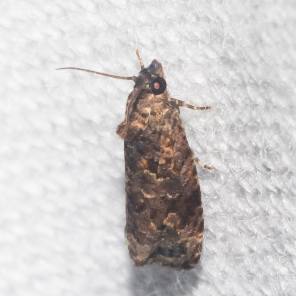 Verbena Bud Moth from Anne Arundel County, MD, USA on October 04, 2018 ...