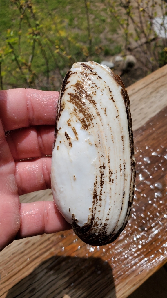 Black Sandshell from Anderson Township, OH 45244, USA on May 14, 2023 ...