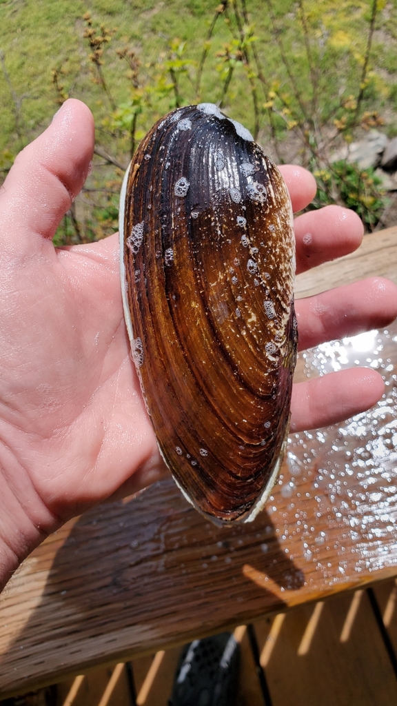 Black Sandshell from Anderson Township, OH 45244, USA on May 14, 2023 ...