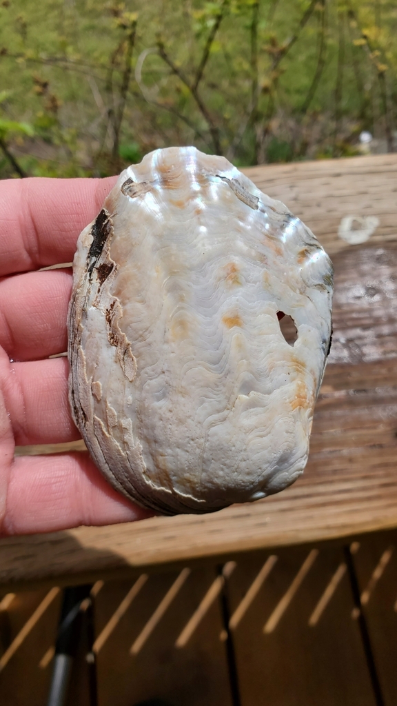 Three-ridge Mussel from Anderson Township, OH 45244, USA on May 14 ...