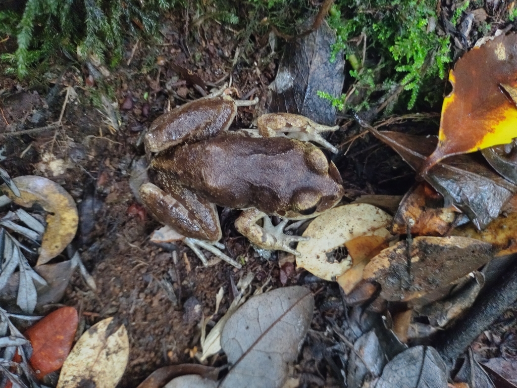 Valdivia Ground Frog in May 2023 by Sebastián · iNaturalist