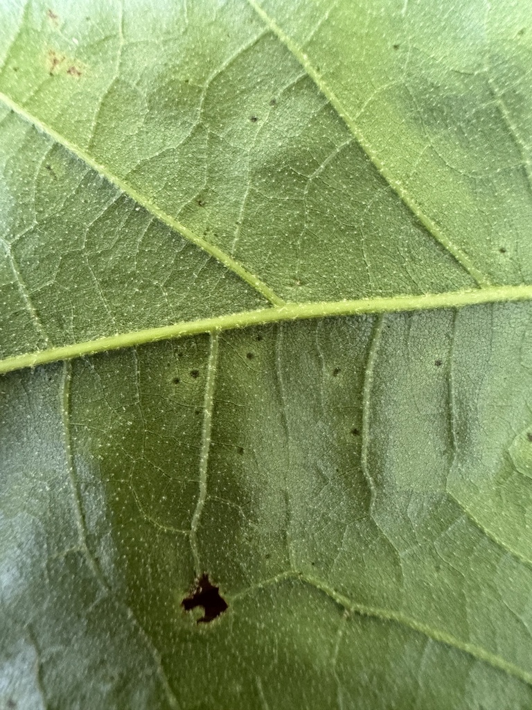 rust fungi from T.O. Fuller State Park, Memphis, TN, US on May 14, 2023 ...