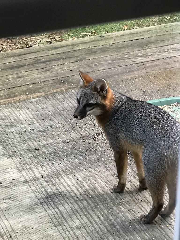 Gray Fox from 1910 Raj Dr, Durham, NC, US on November 7, 2018 at 04:06 ...