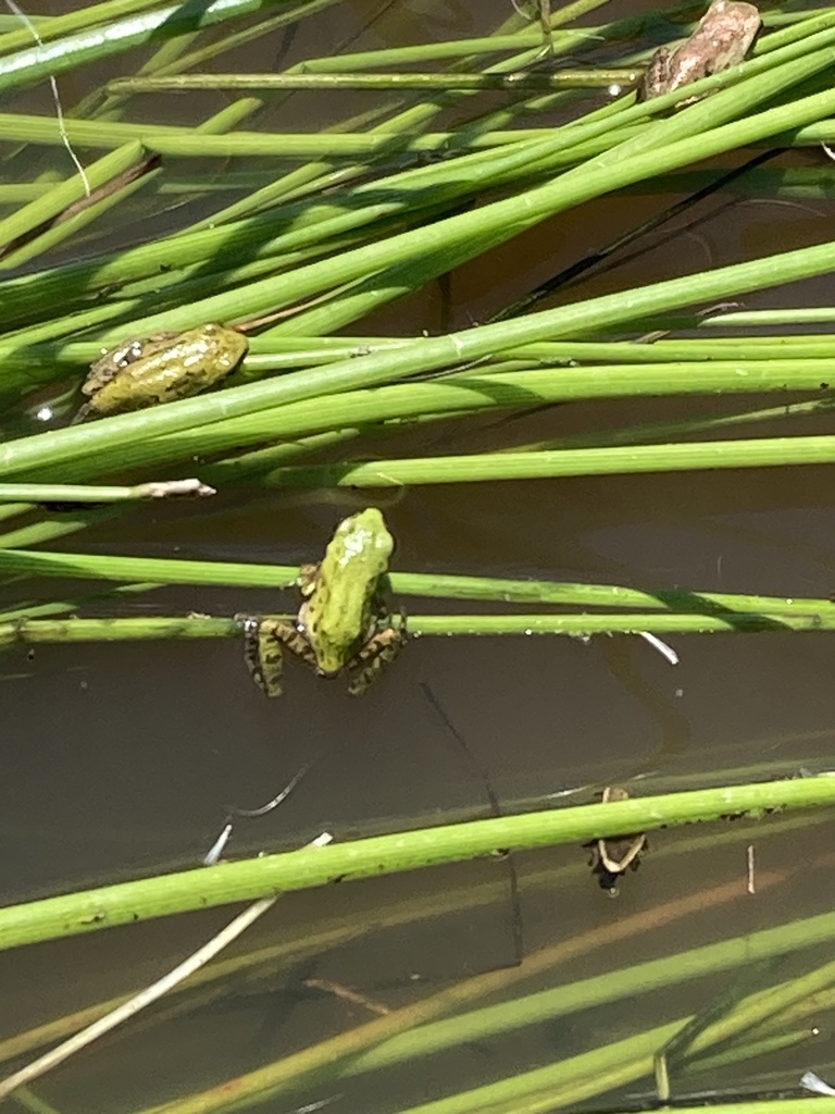 Baja California Tree Frog from Trabuco Canyon, Rancho Santa Margarita ...