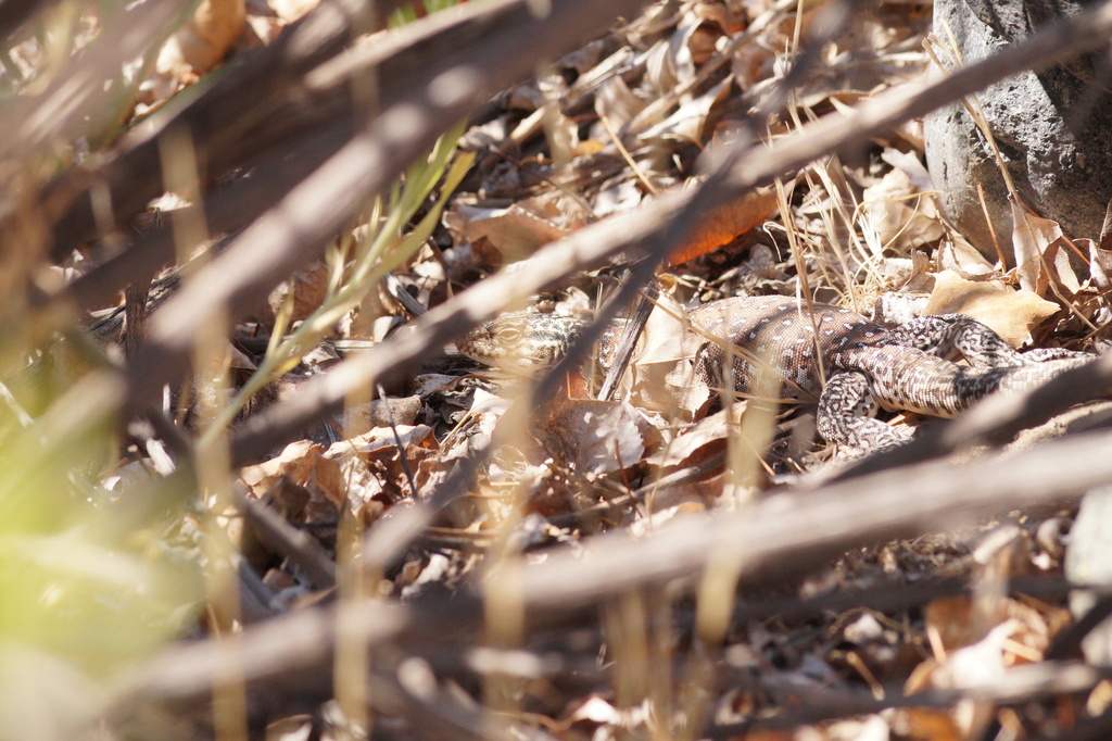 Spotted False Monitor from Cachapoal, O'Higgins, Chile on November 24 ...