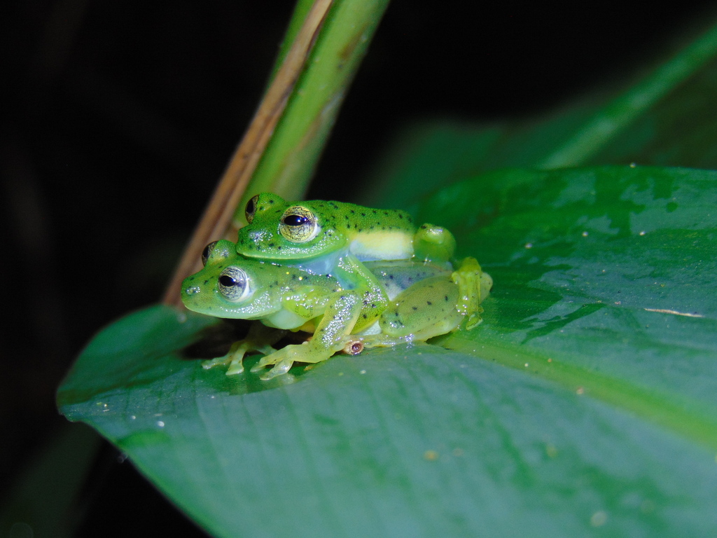Emerald Glass Frog from Circasia, Quindío, Colombia on March 3, 2023 at ...