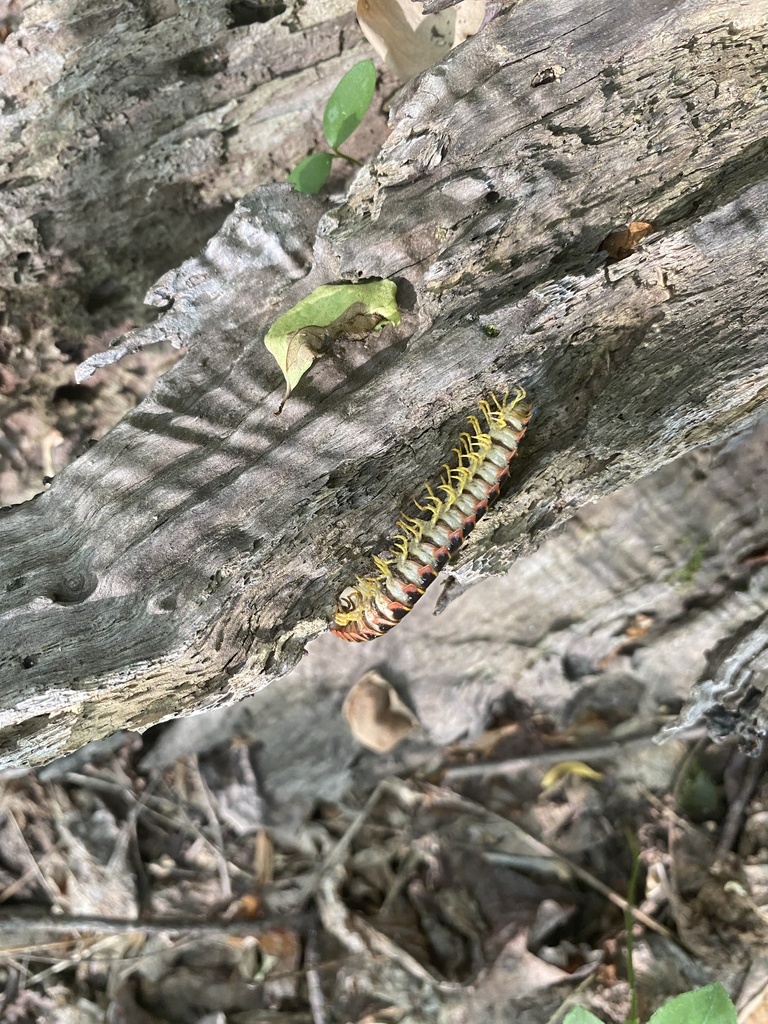 Black-and-gold Flat Millipede from White Clay Creek State Park, Newark ...