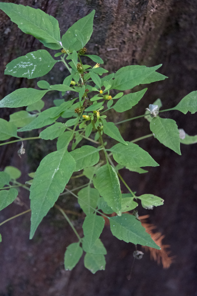 swamp beggarticks from Sam D Hamilton Noxubee NWR on October 13, 2018 ...