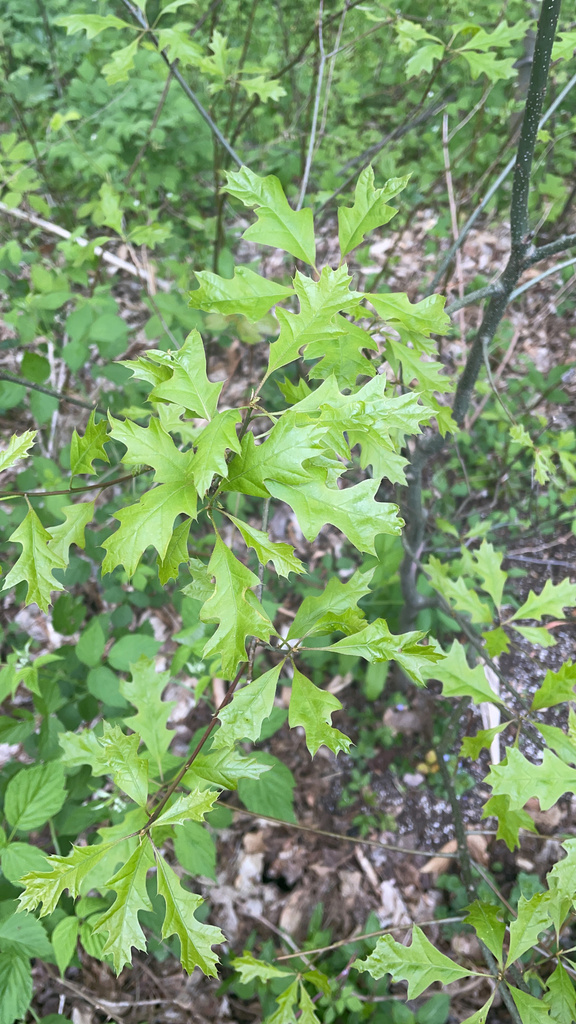 northern pin oak in May 2023 by emmasuend · iNaturalist