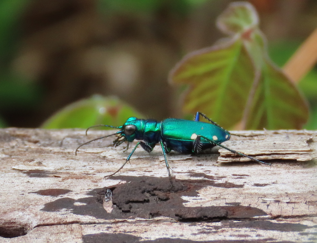 Six-spotted Tiger Beetle from Northwest Rd, Clyde, OH, US on May 13 ...