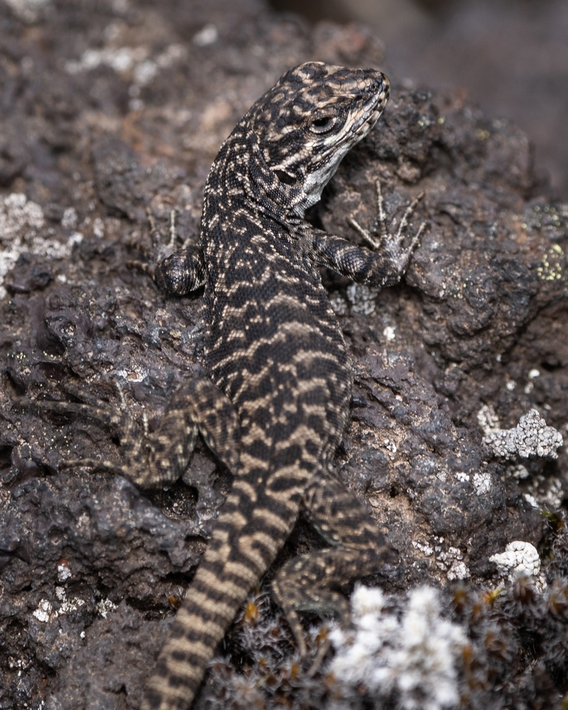 Liolaemus lonquimayensis from Laguna Arcoíris on April 25, 2023 at 01: ...