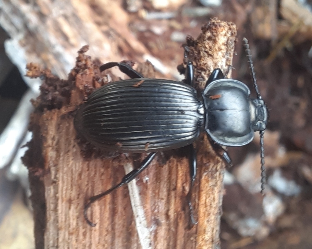 Darkling Beetles from Canobolas NSW 2800, Australia on May 14, 2023 at ...