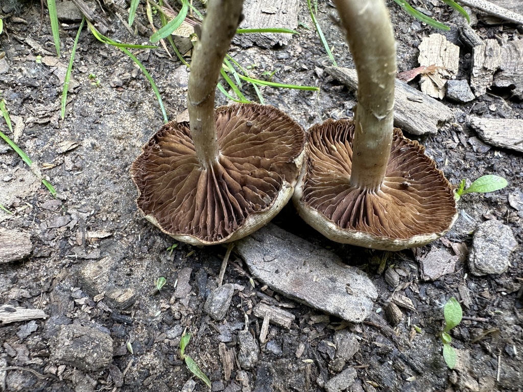Psychedelic Ovoid Mushroom from Greenbrier Park, Charlottesville, VA ...