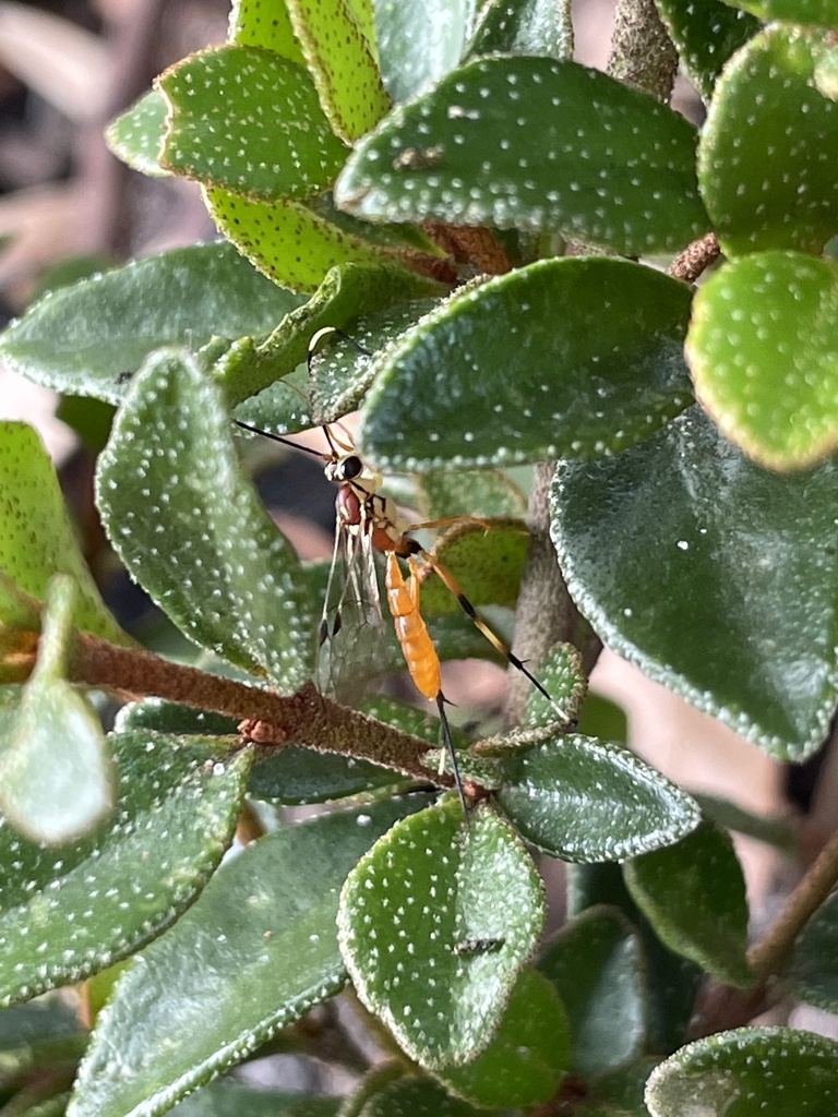 Banchinae from Upper Sweetwater Creek Reserve, Frankston South, VIC, AU ...