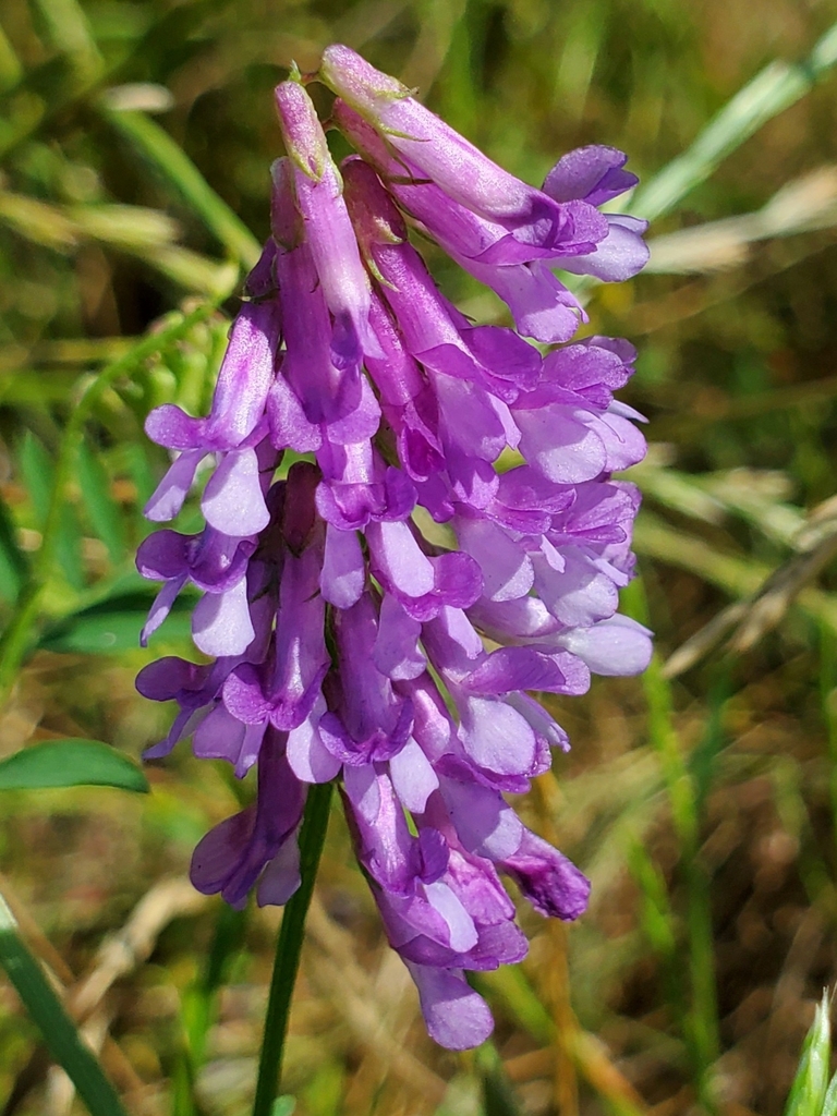 hairy vetch from Wills Point, TX 75169, USA on May 13, 2023 at 10:46 AM ...