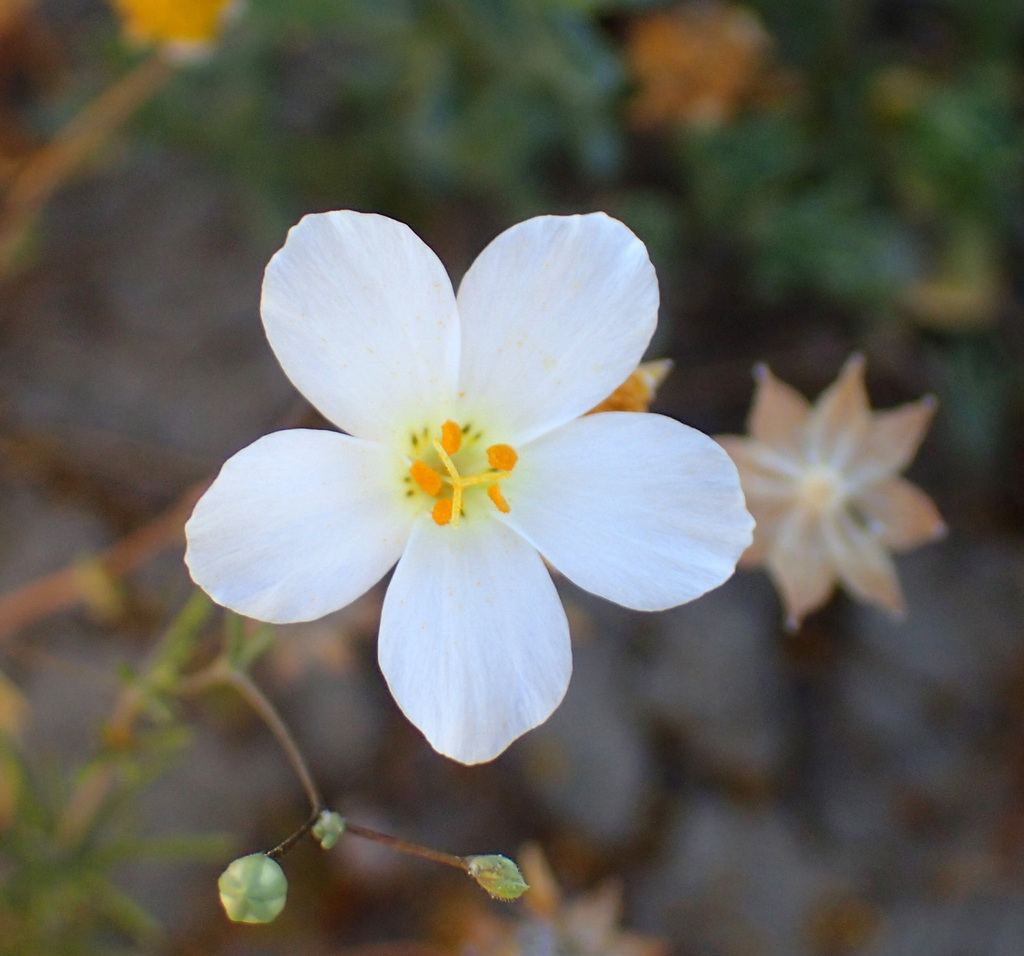 Flax-flowered Linanthus from Solano County, CA, USA on May 13, 2023 at ...