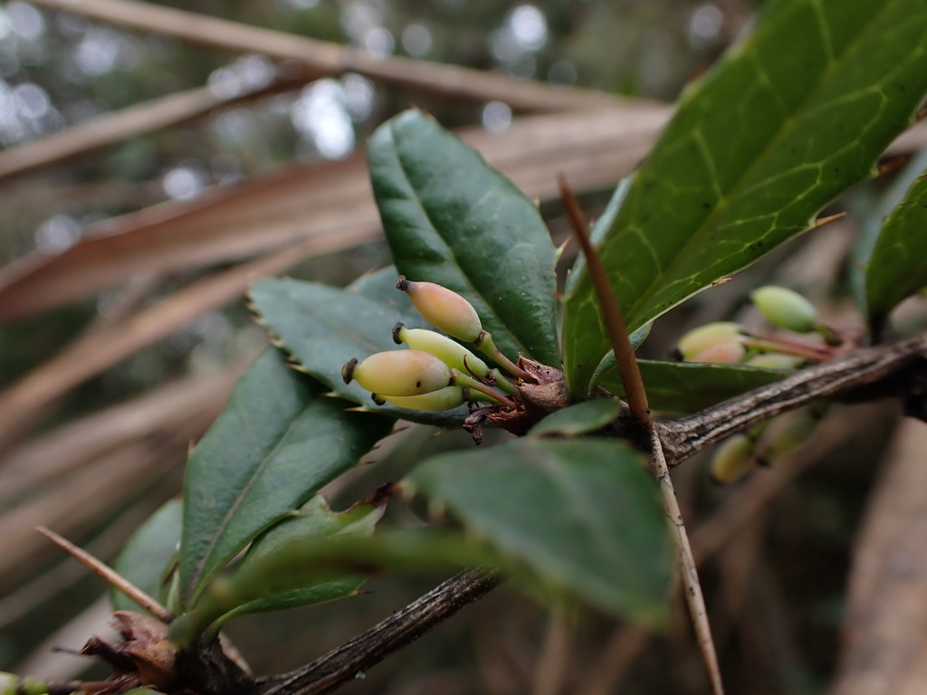 Berberis kawakamii from 台灣高雄市 on May 12, 2023 at 12:44 PM by 孫穩翔 ...