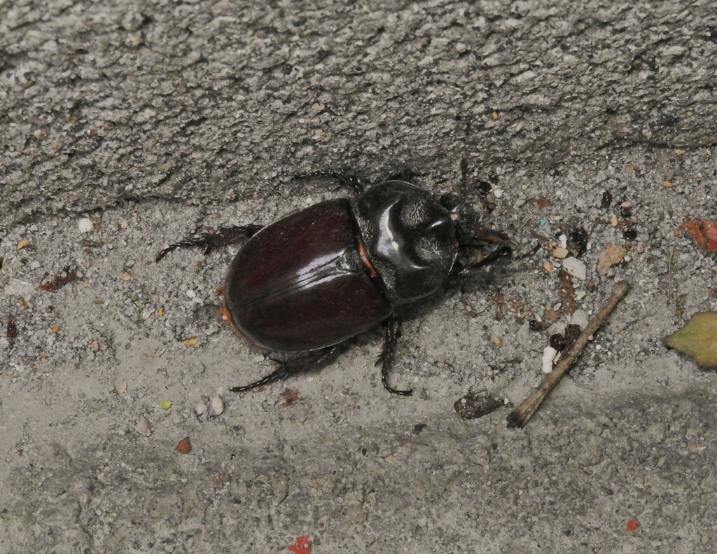Aloeus Ox Beetle from 55870 Acolman, State of Mexico, Mexico on May 14 ...