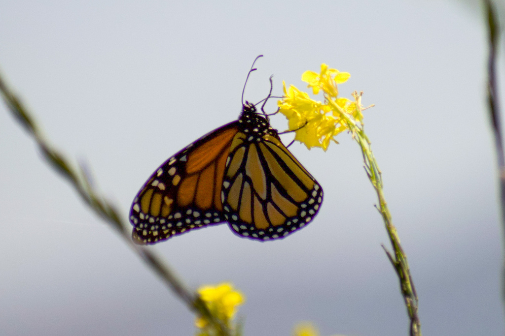 Monarch from San Jacinto Wildlife Area, Moreno Valley, CA, US on May 14 ...