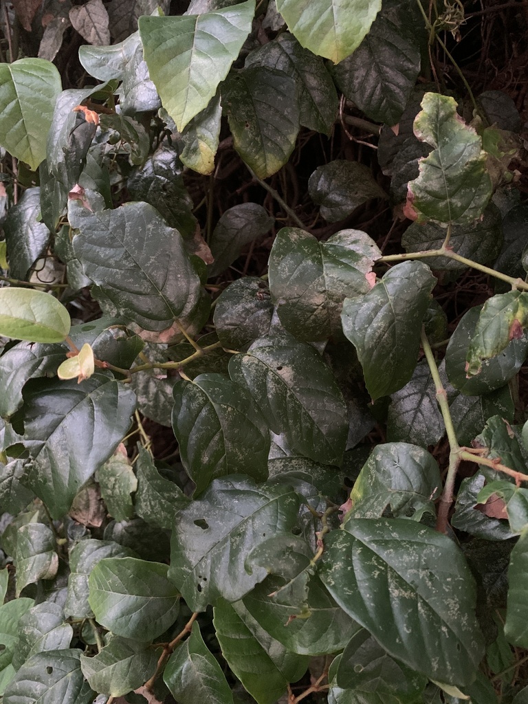 Kangaroo Vine from Lake Heights, NSW, AU on May 15, 2023 at 05:10 PM by ...
