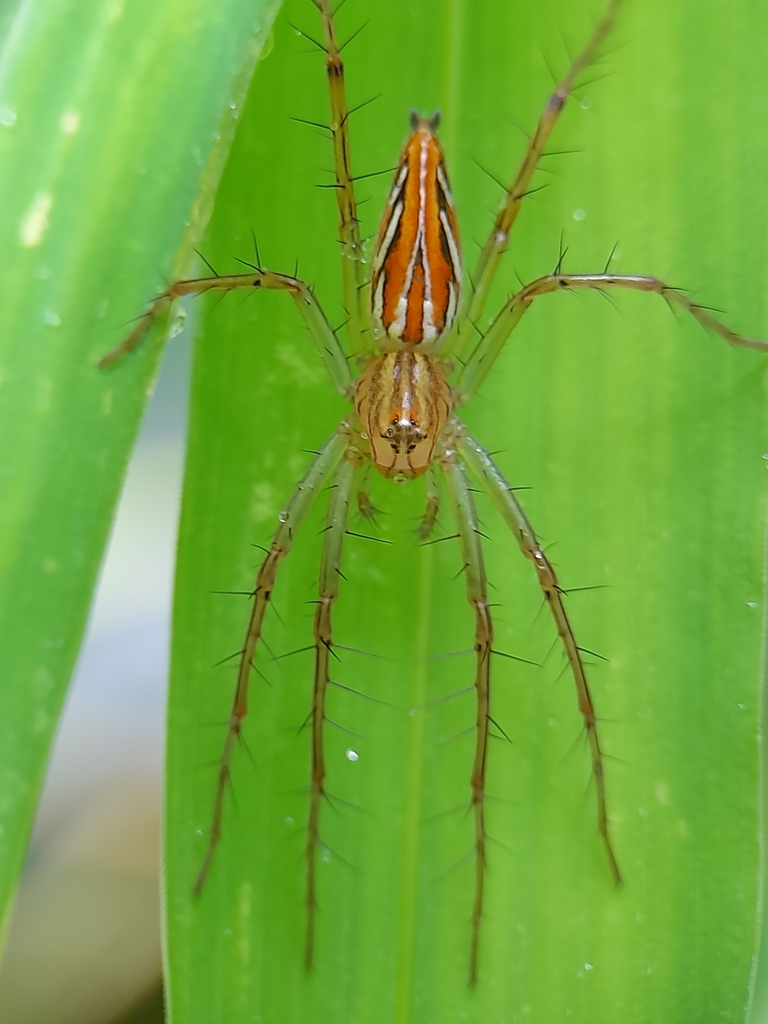 Lean Lynx Spider from Sam To Hang, Hong Lok Yuen, Hong Kong on June 7 ...