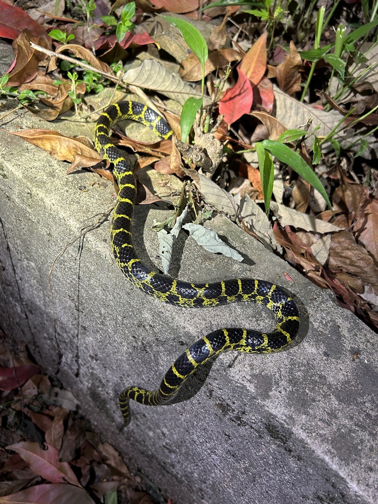 Big-tooth Snake from 余杭区, 杭州市, 浙江省, CN on May 13, 2023 at 09:21 PM by ...