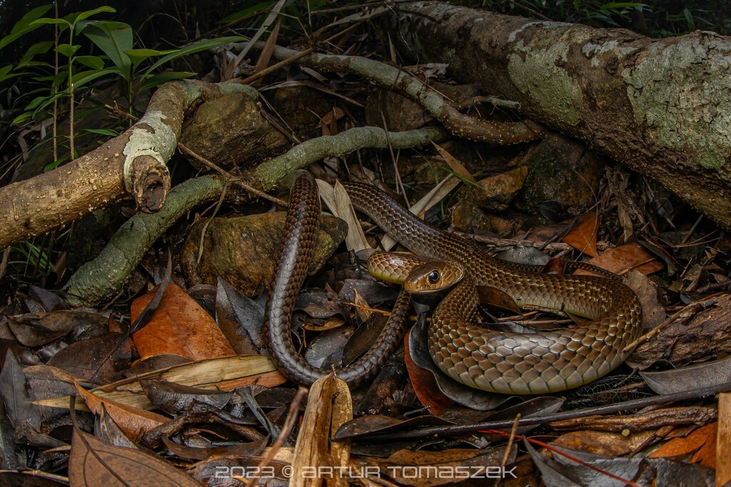 Indo-Chinese Rat Snake in May 2023 by Artur Tomaszek · iNaturalist