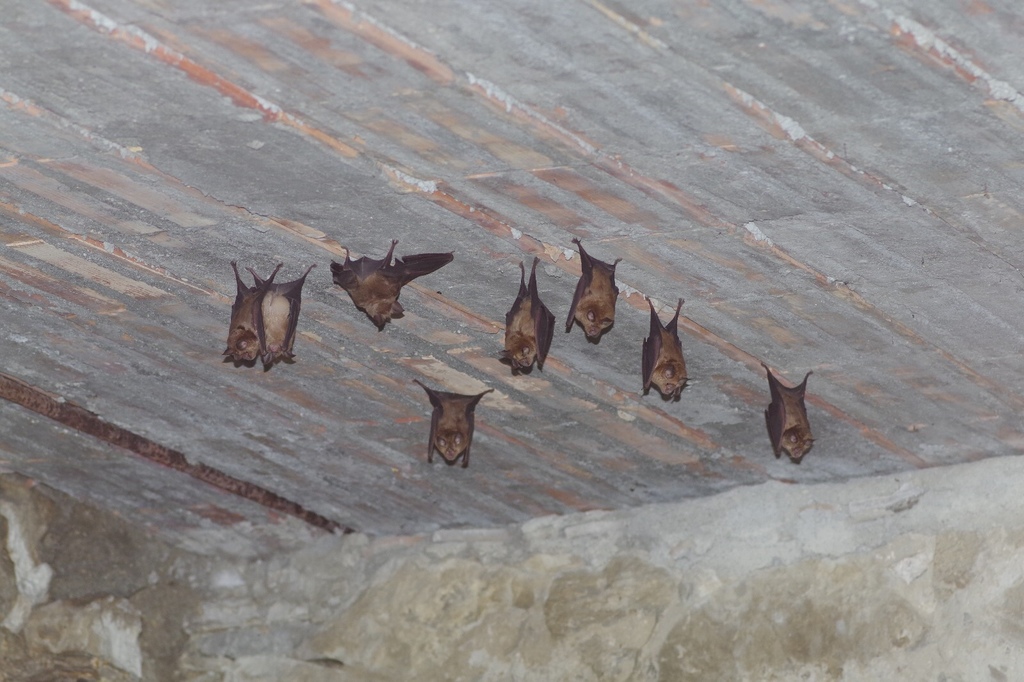 Greater Horseshoe Bat from Strada Arraccione, Casalnuovo Monterotaro ...