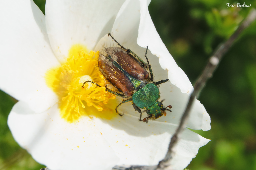 Pygopleurus from Southern Aegean, Greece on April 9, 2023 at 01:31 PM ...