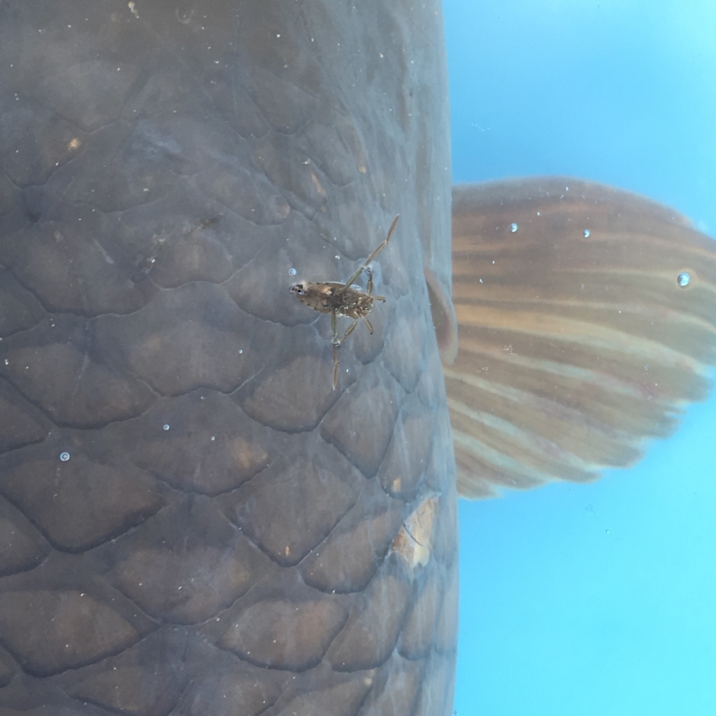 Notonecta triguttata from 北田中満, 双葉郡楢葉町, 福島県, JP on November 10, 2018 at ...