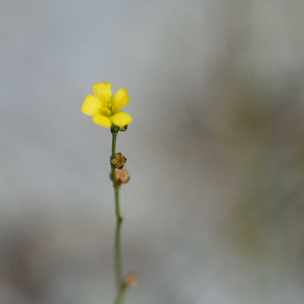 sand flax from National Key Deer Refuge, Monroe, Florida, United States ...