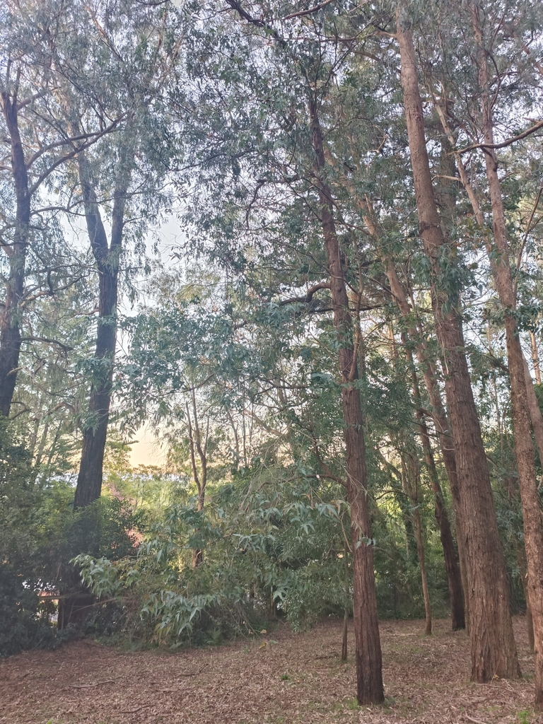 Camden woolybutt from Emerald VIC 3782, Australia on May 15, 2023 at 05 ...