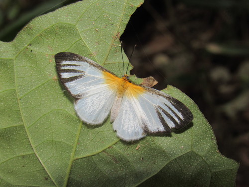 Subspecies Chimastrum argentea flavibasis · iNaturalist