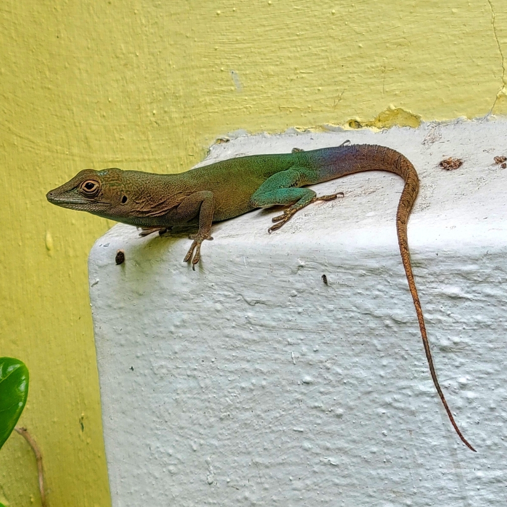 Graham's Anole from North Shore Village on May 14, 2023 at 11:44 AM by ...